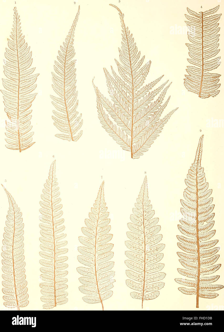 The Ferns of the Present World, to investigate and determine the ...