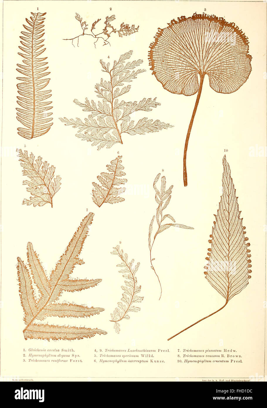 A 1865 scientific study on the fossilized remains of ancient fern ...