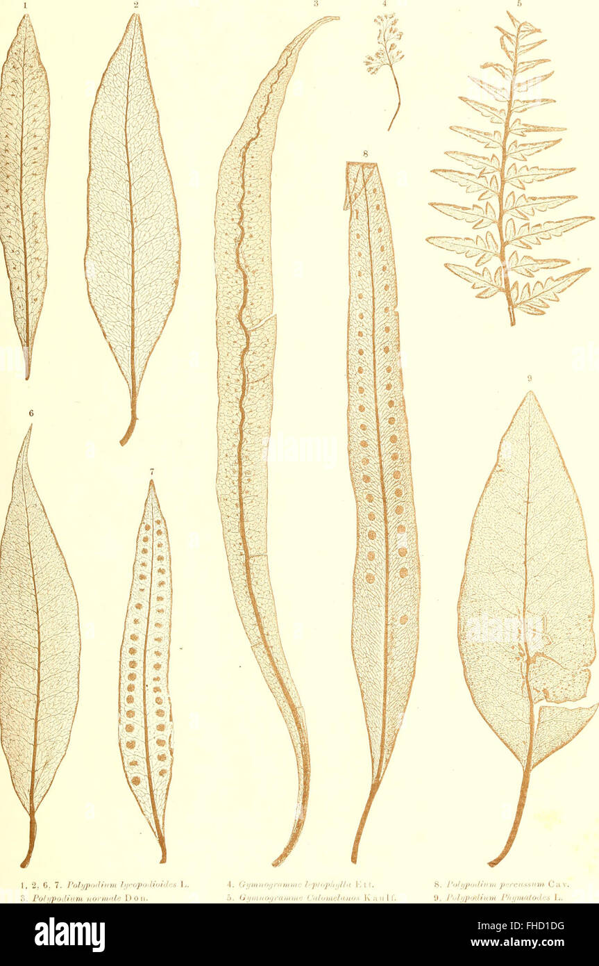 A 1865 Work Exploring Modern Ferns And Their Prehistoric Remains Preserved In Earths Crust