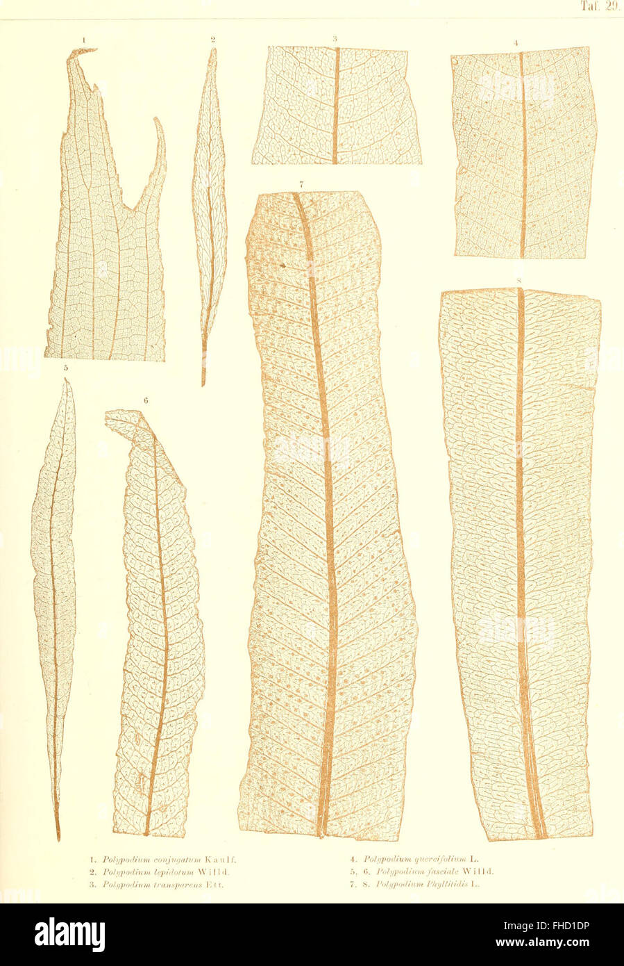 A 19th-century German botanical study focused on identifying and ...