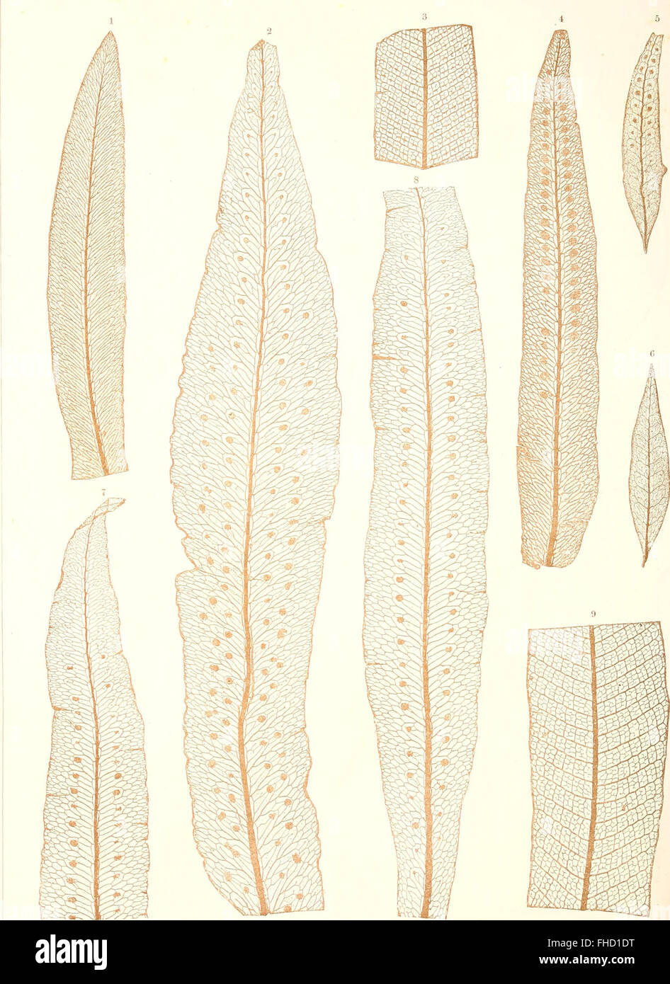 The ferns of the present world, focusing on the study and ...