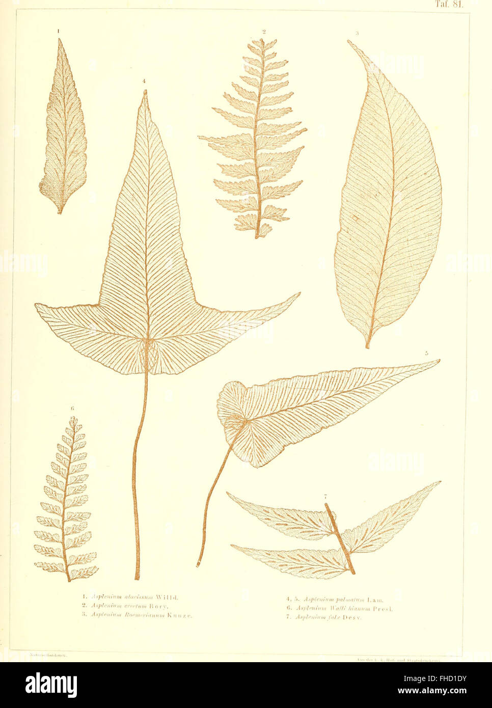 A study on the ferns of the present world, focusing on the ...