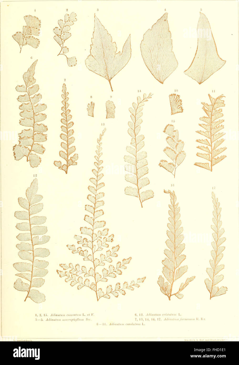 The Ferns of the Present World: Examination and Identification of ...