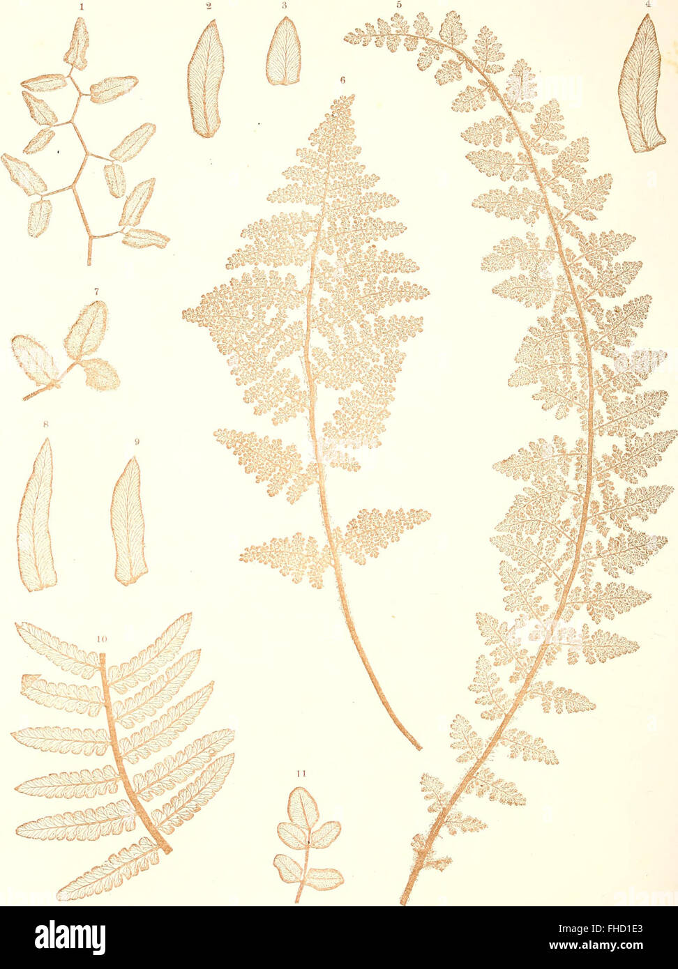 A study of the fossilized ferns and their remains preserved in ...