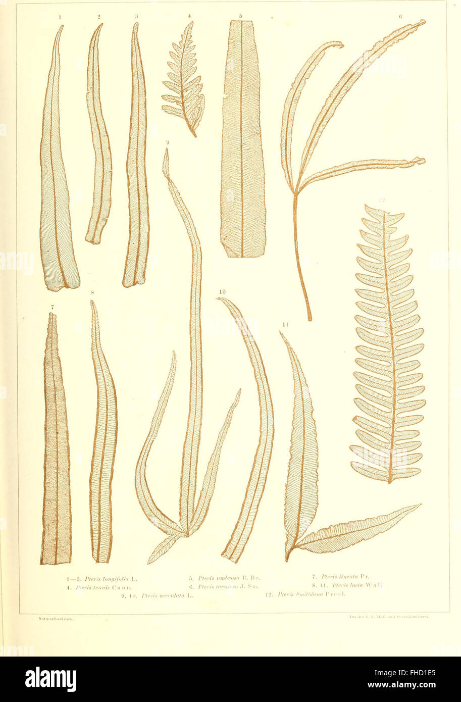 A 1865 German work on modern ferns, studying fossilized remains of ...