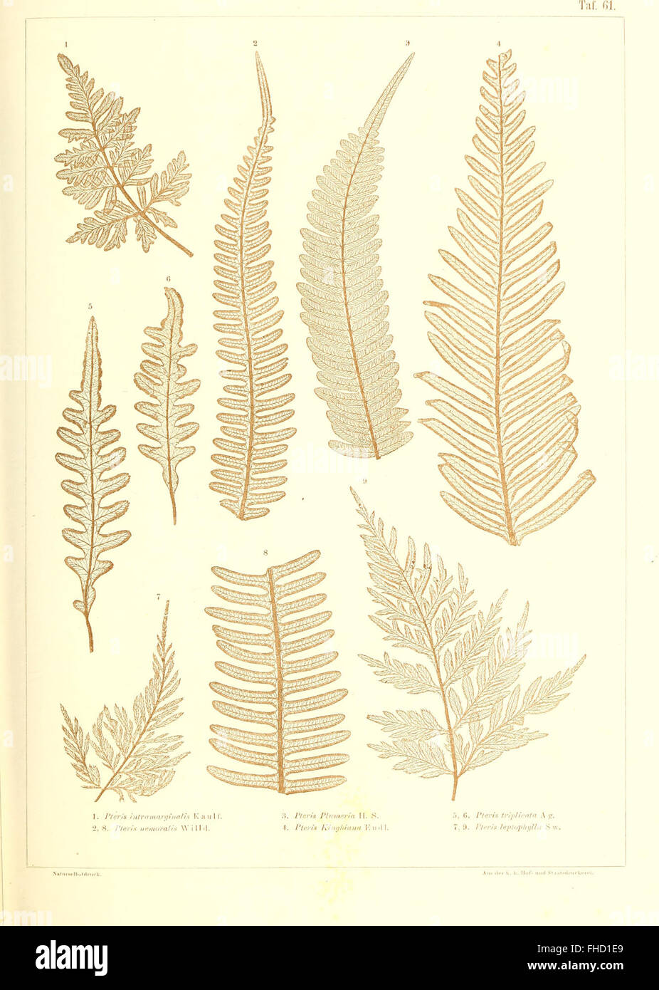 A 1865 work on ferns and their fossilized remains, exploring the study ...