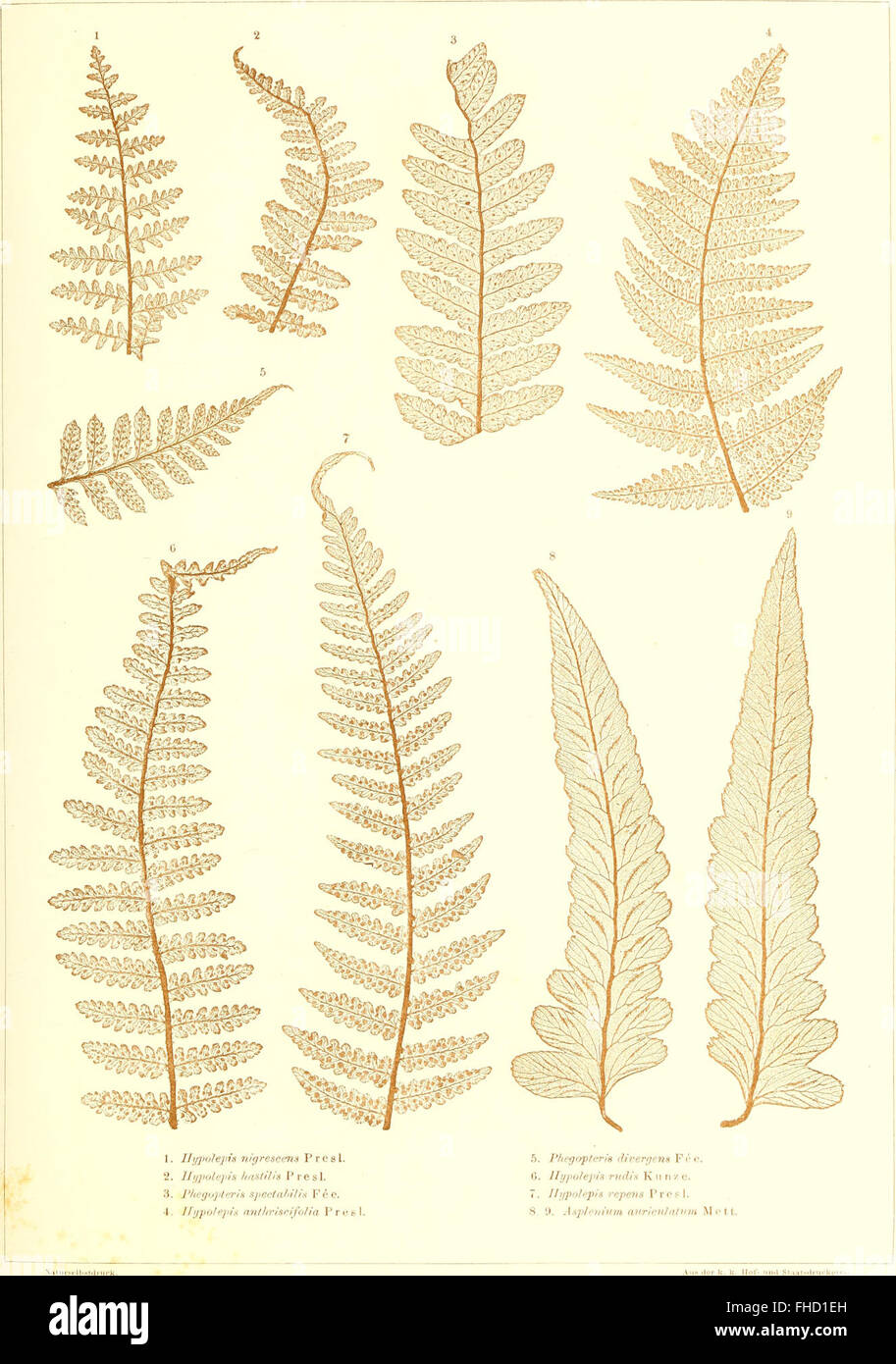 A 1865 work detailing the ferns of the present world, with a focus on ...