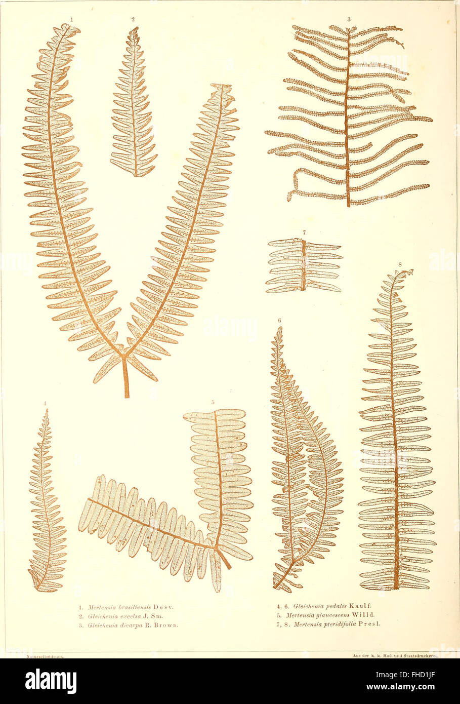 A 1865 scientific study on the ferns of the present world, focused on ...