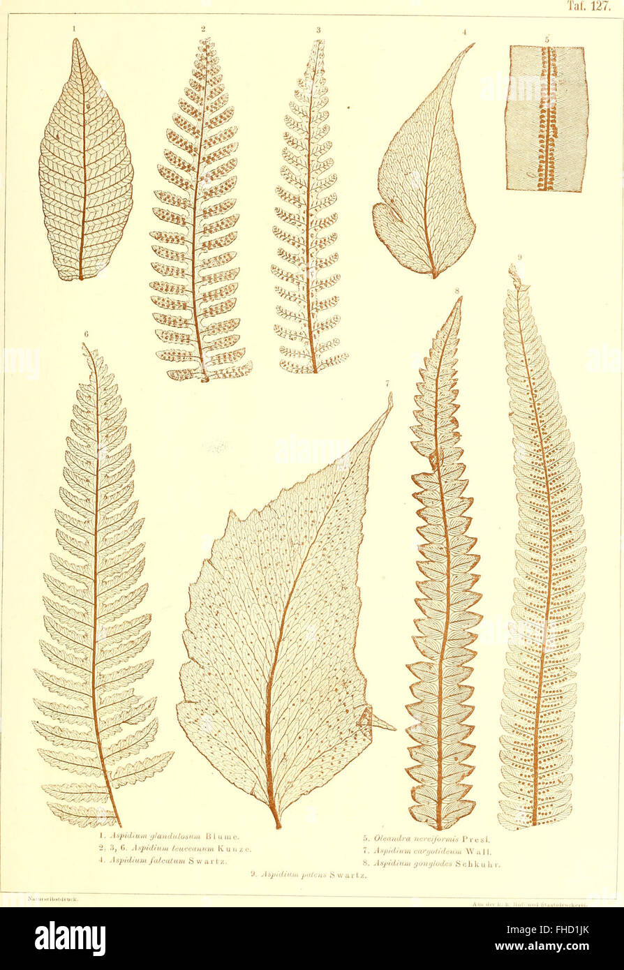 Die Farnkräuter der Jetztwelt (1865) is a German botanical work ...