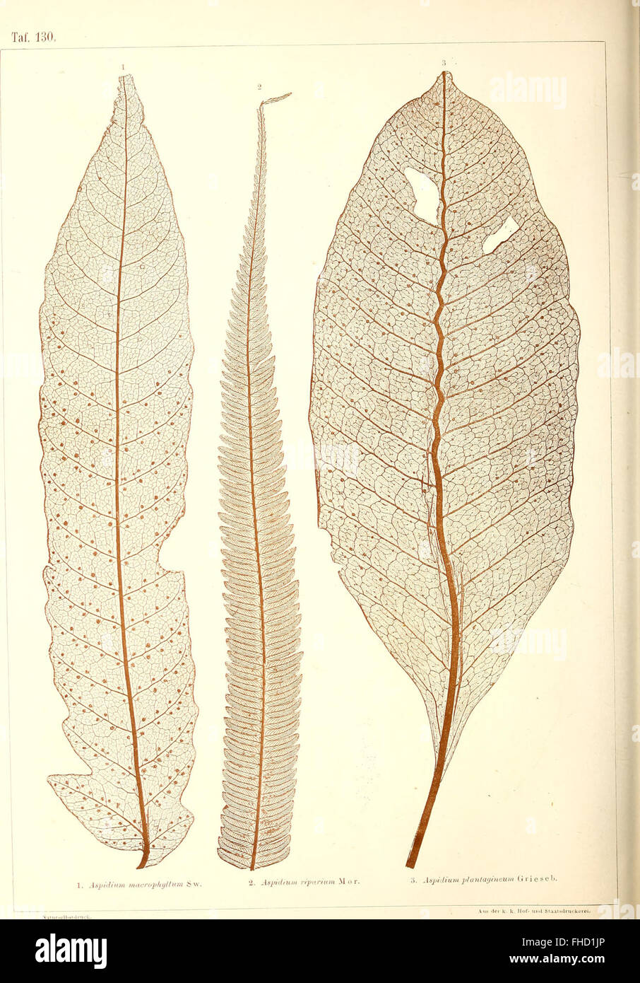 A 1865 Work Examining The Fossilized Remains Of Ferns In Earths Geological Formations Focusing