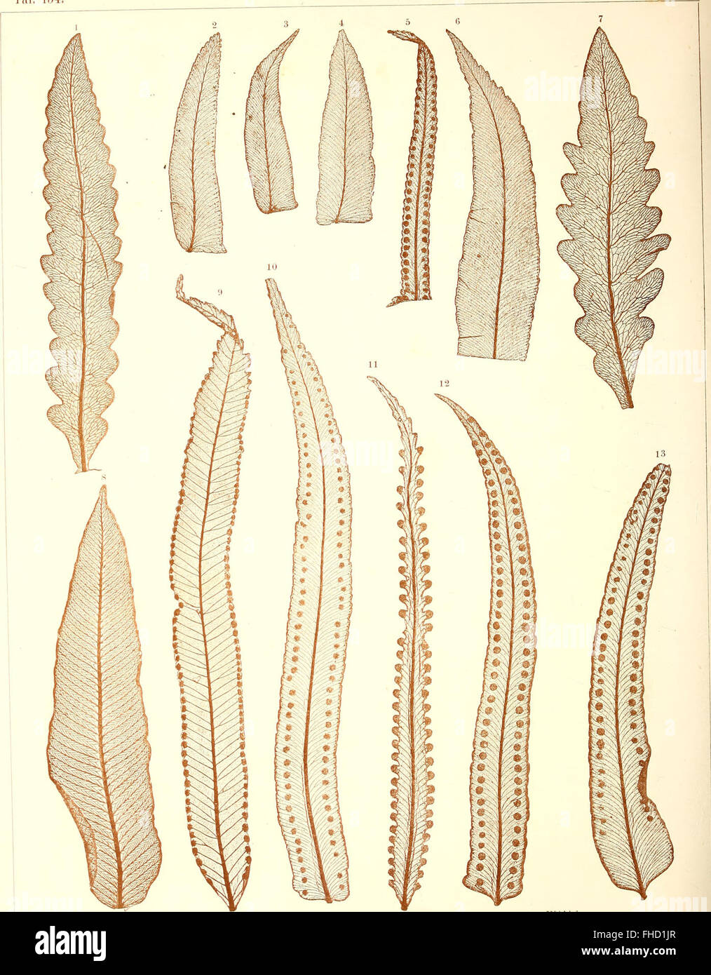 This 1865 work explores the fern species of the present world, as well ...