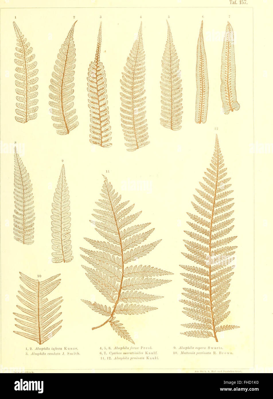 A study of modern ferns for examining and identifying prehistoric ...