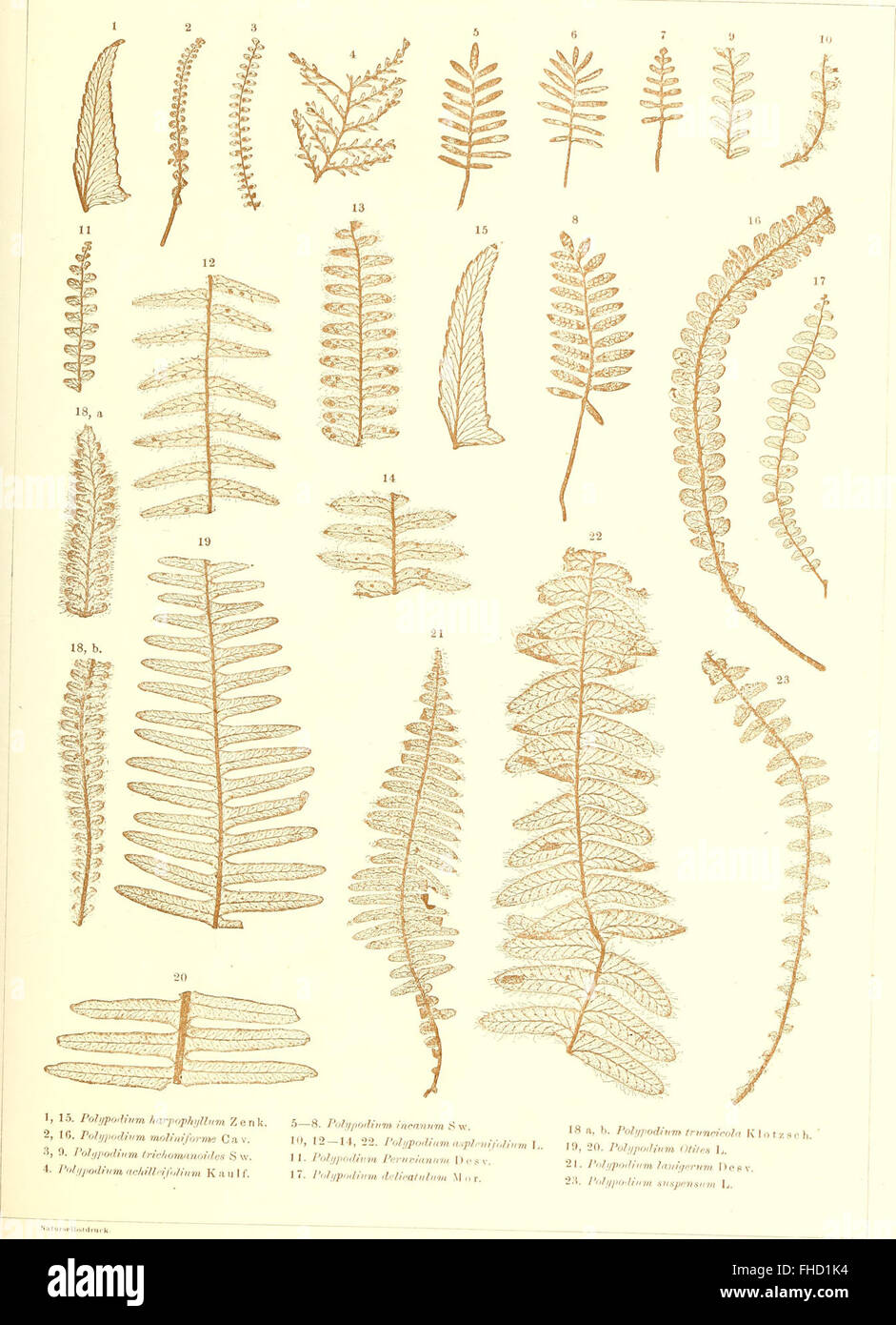 A German study from 1865 examining the fern species and their ...