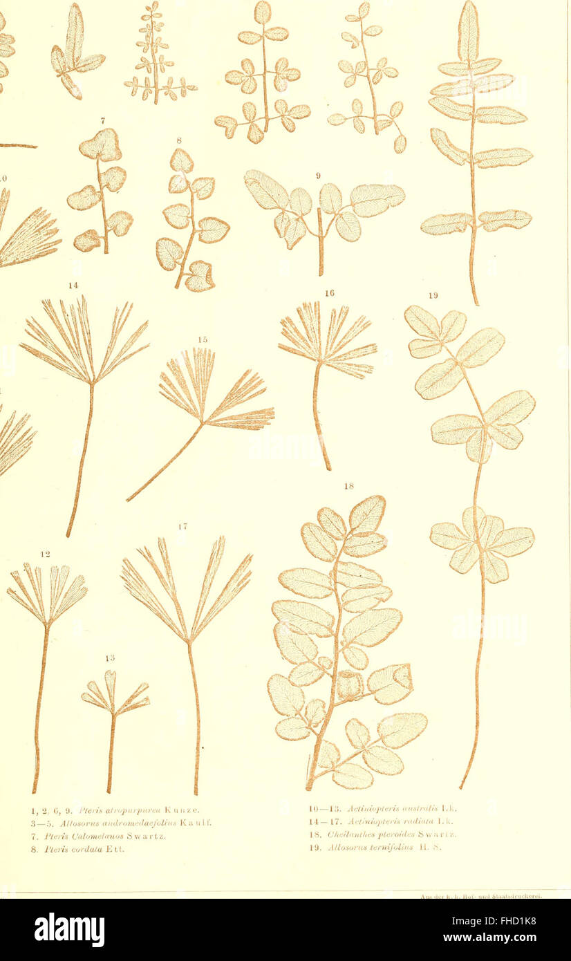 A German work from 1865 examining the ferns of the present world and ...