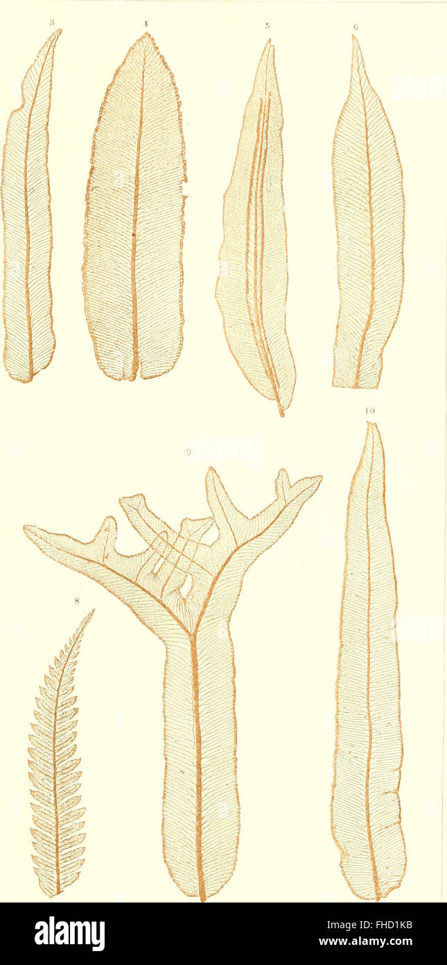 A 1865 work dedicated to the study of modern ferns and their fossilized ...