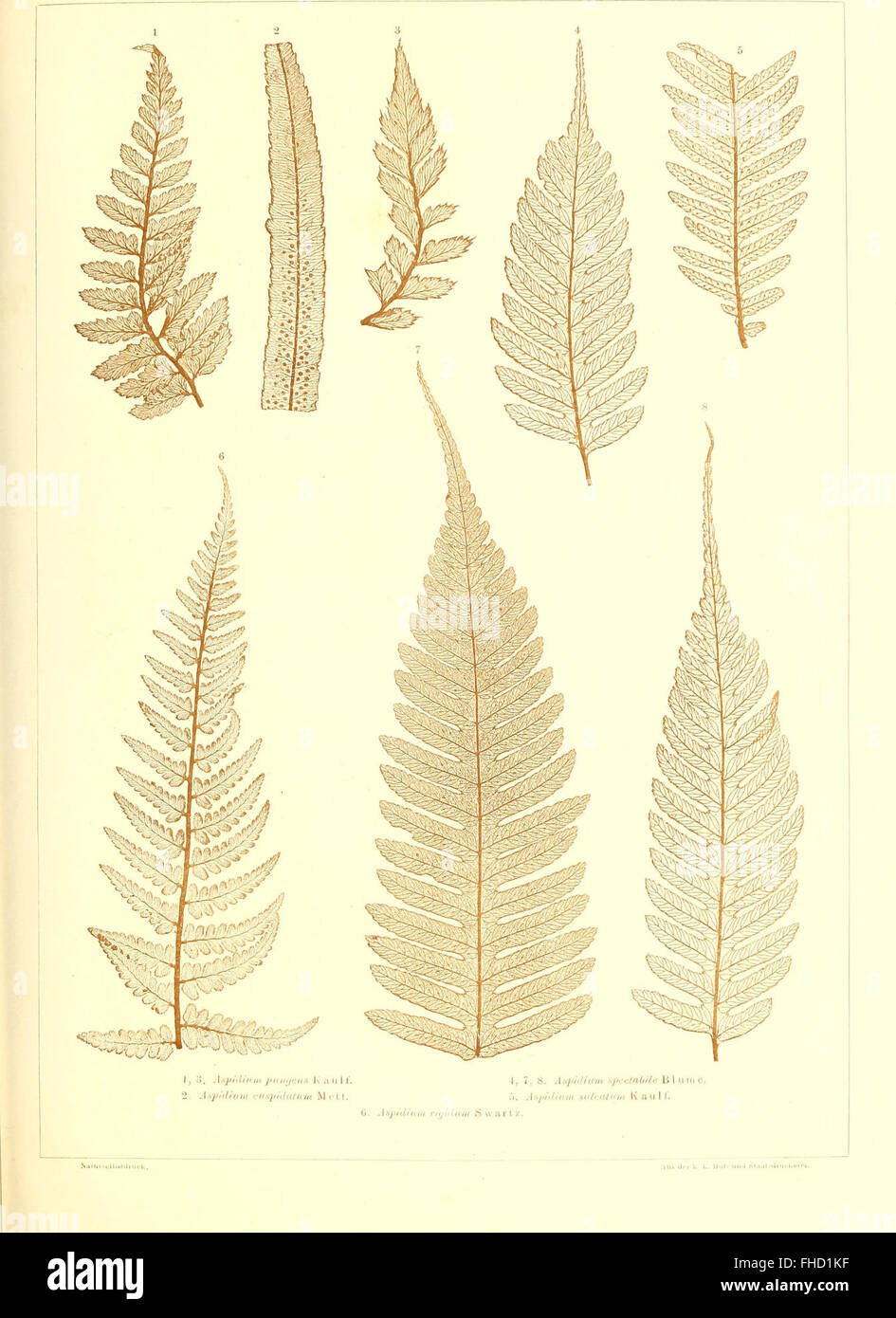 A 1865 work on the study and classification of modern ferns and the ...
