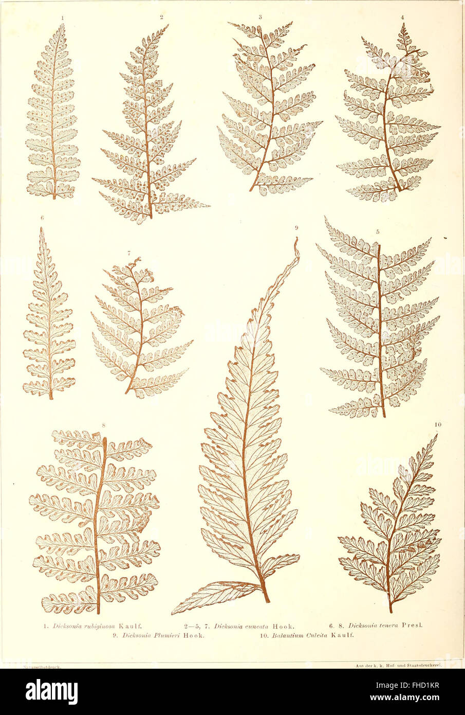 A study from 1865 on ferns of the present world, examining and ...