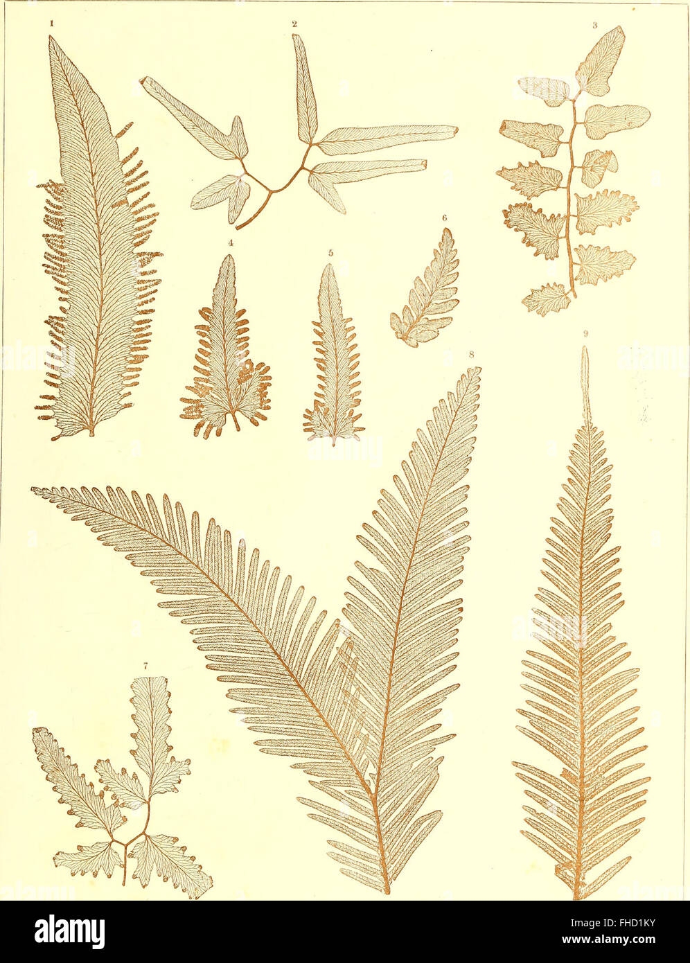 A 1865 German study on modern ferns and their prehistoric counterparts ...