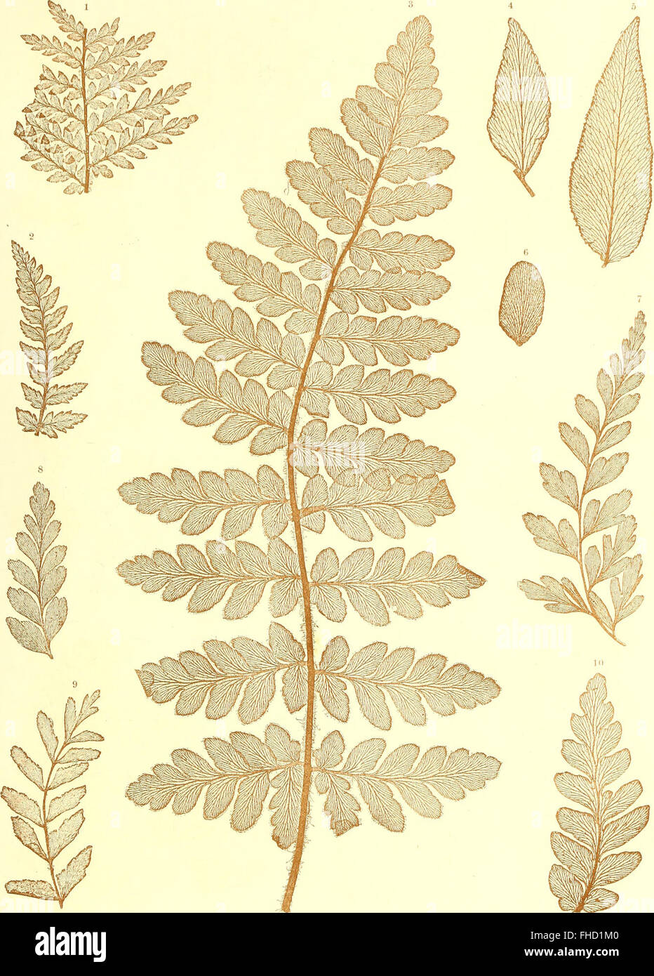 Ferns, paleo-species, geological formations, fossil plants, paleobotany ...