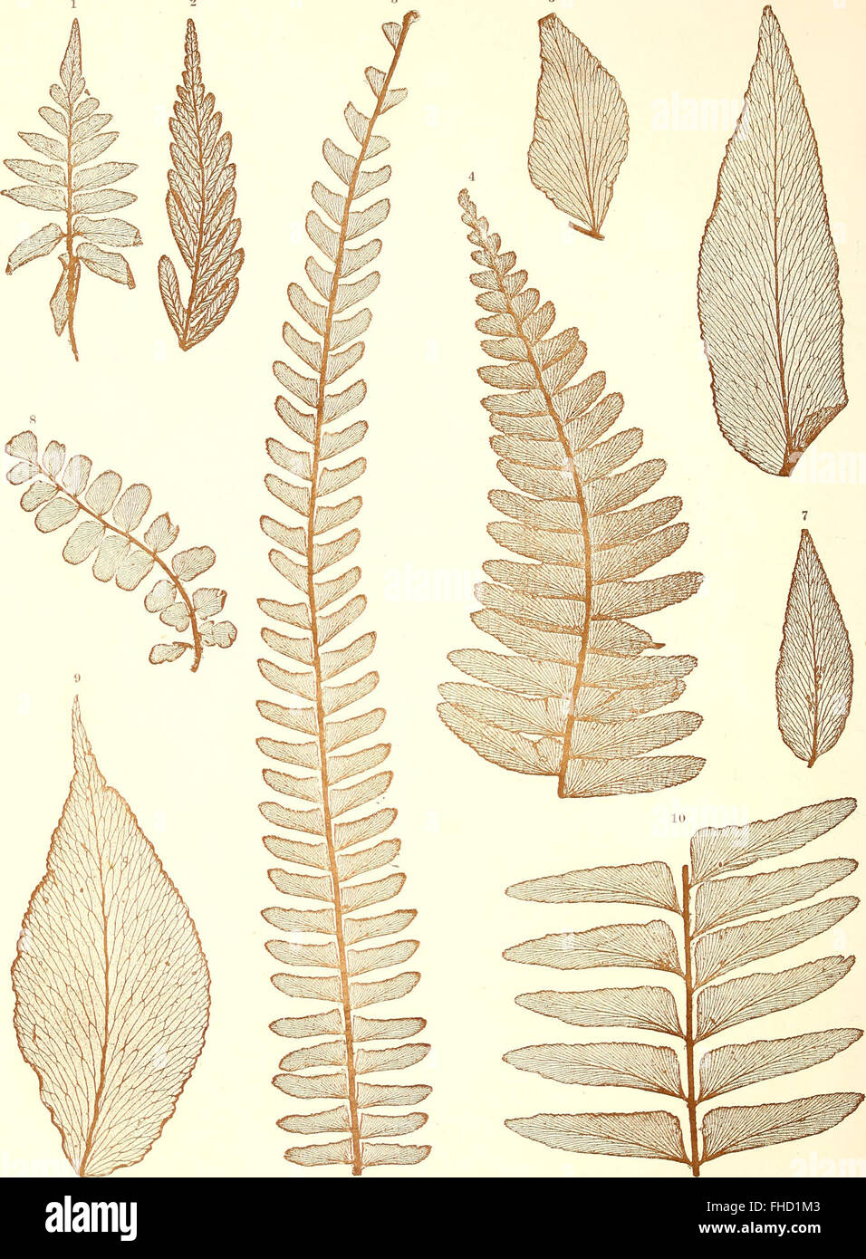 The ferns of the present world, focusing on the study and ...