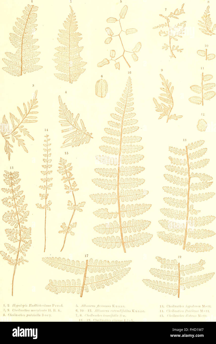 A 1865 work on the classification of ferns, examining fossilized ...