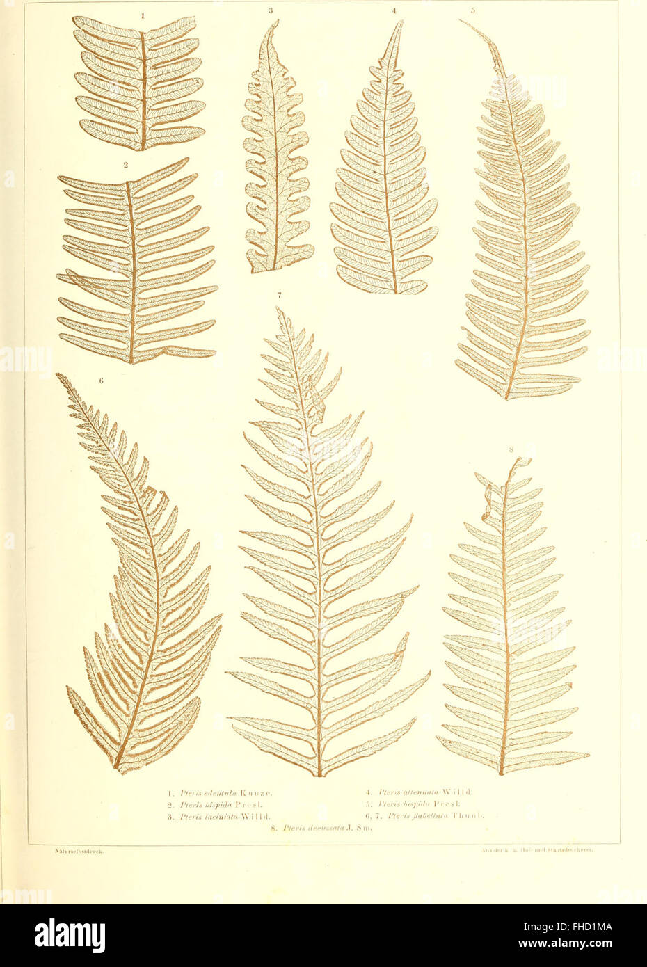 A 1865 botanical work detailing the study of fern species and their ...