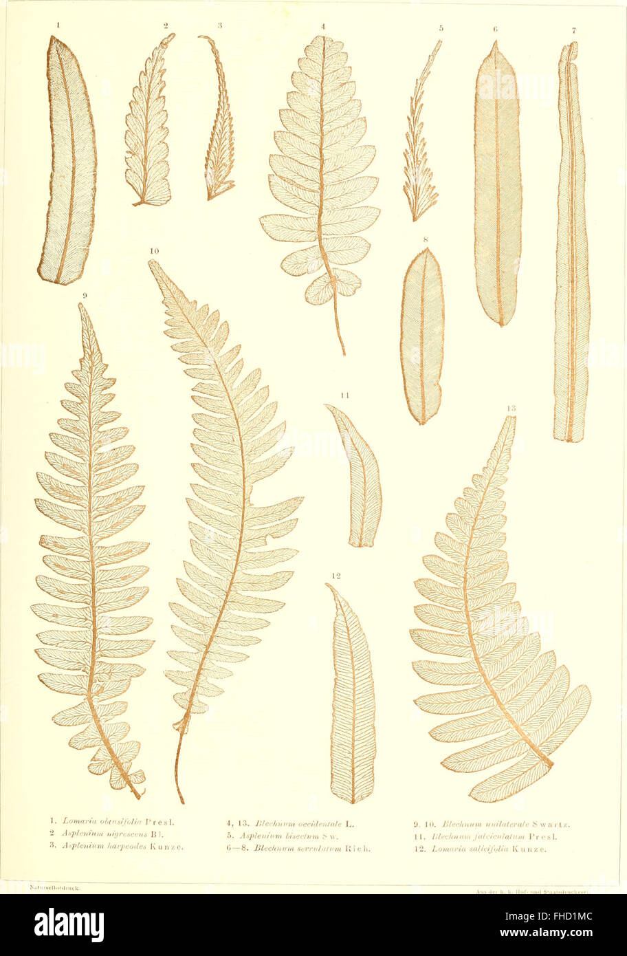 A 1865 study of ferns, investigating their prehistoric ancestors and ...