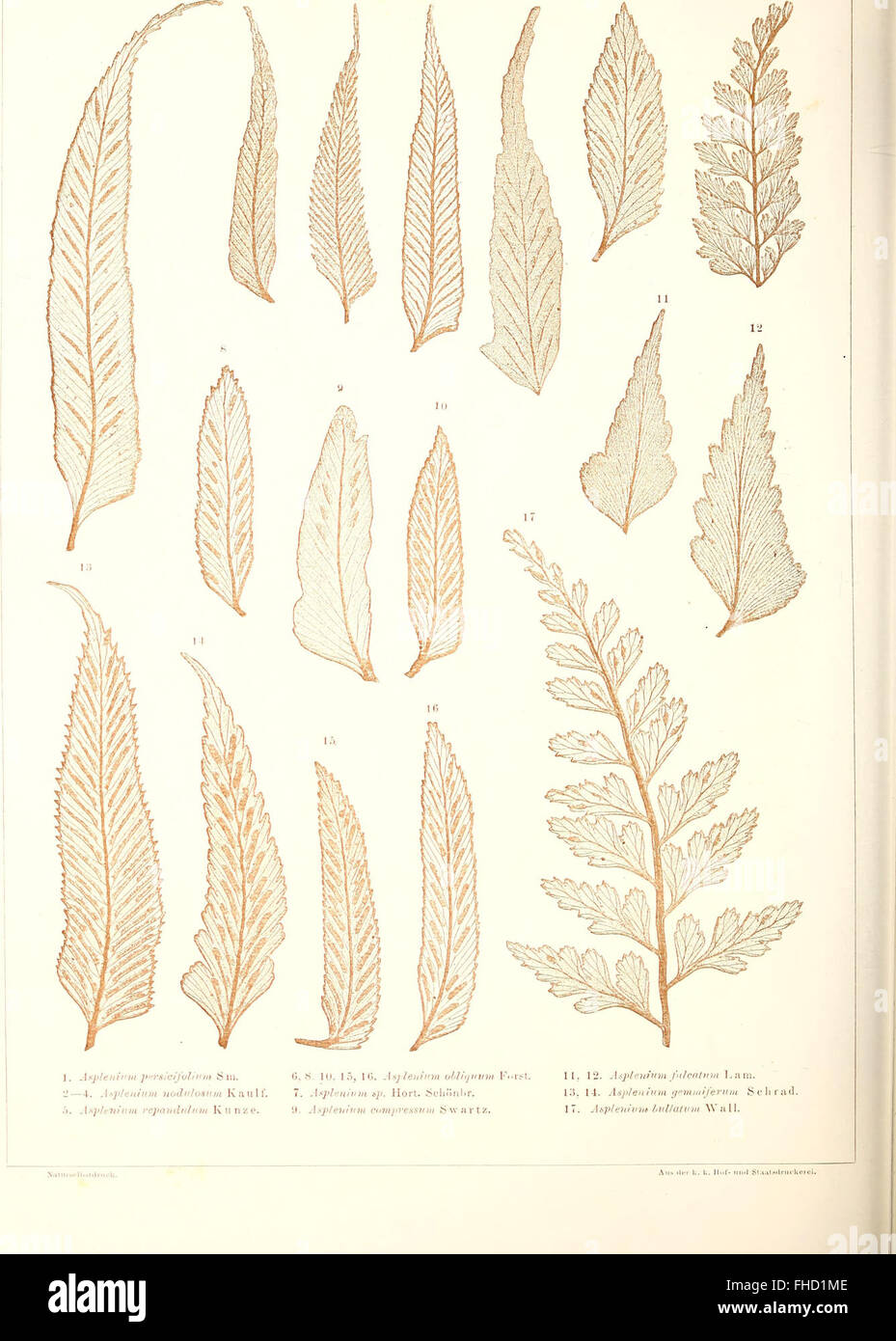 A 1865 work examining the ferns of the present world, focusing on the ...