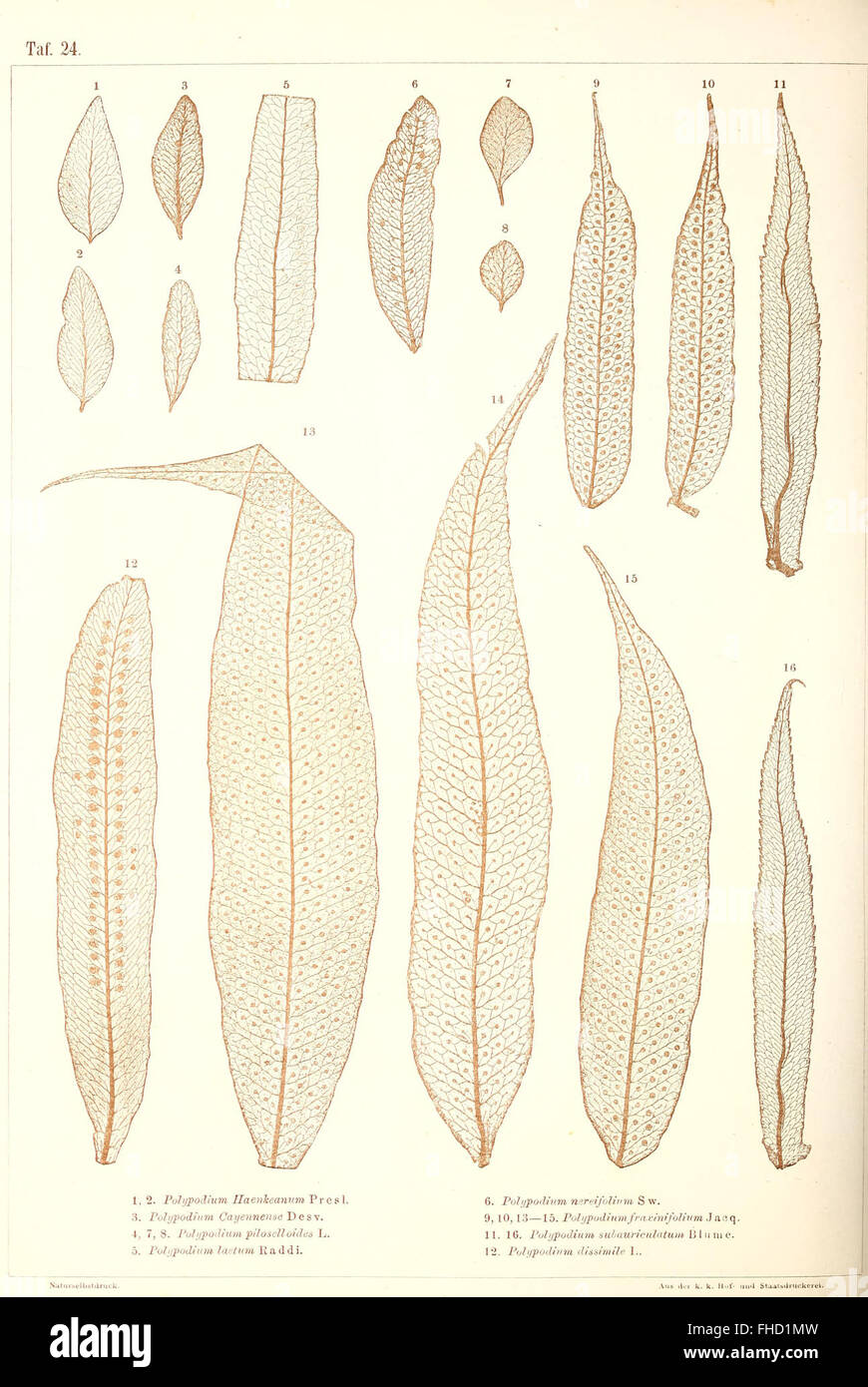 A 1865 work focused on the ferns of the present world, with a detailed ...