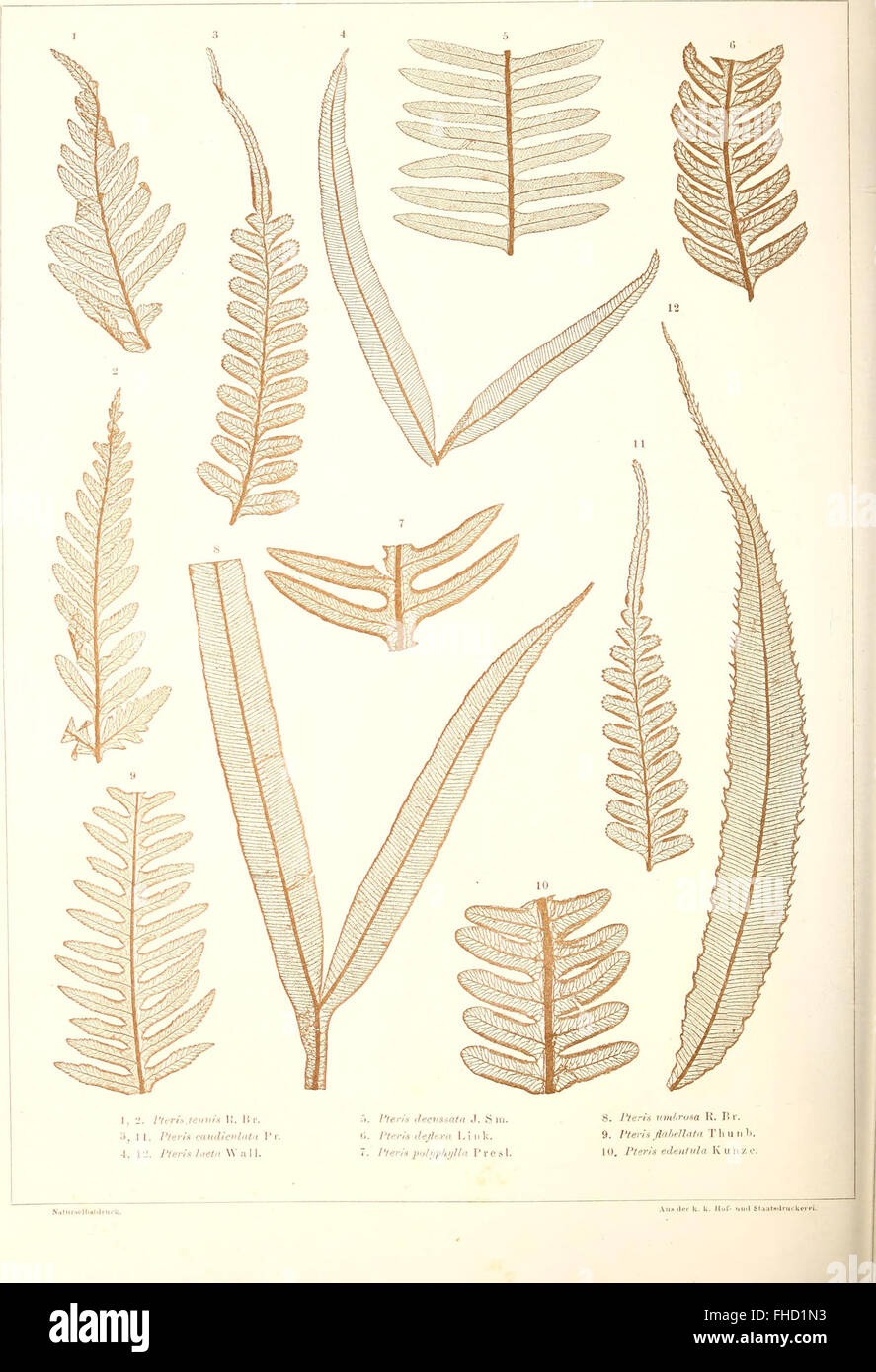 A 1865 monograph on the ferns of the present world, focusing on the ...
