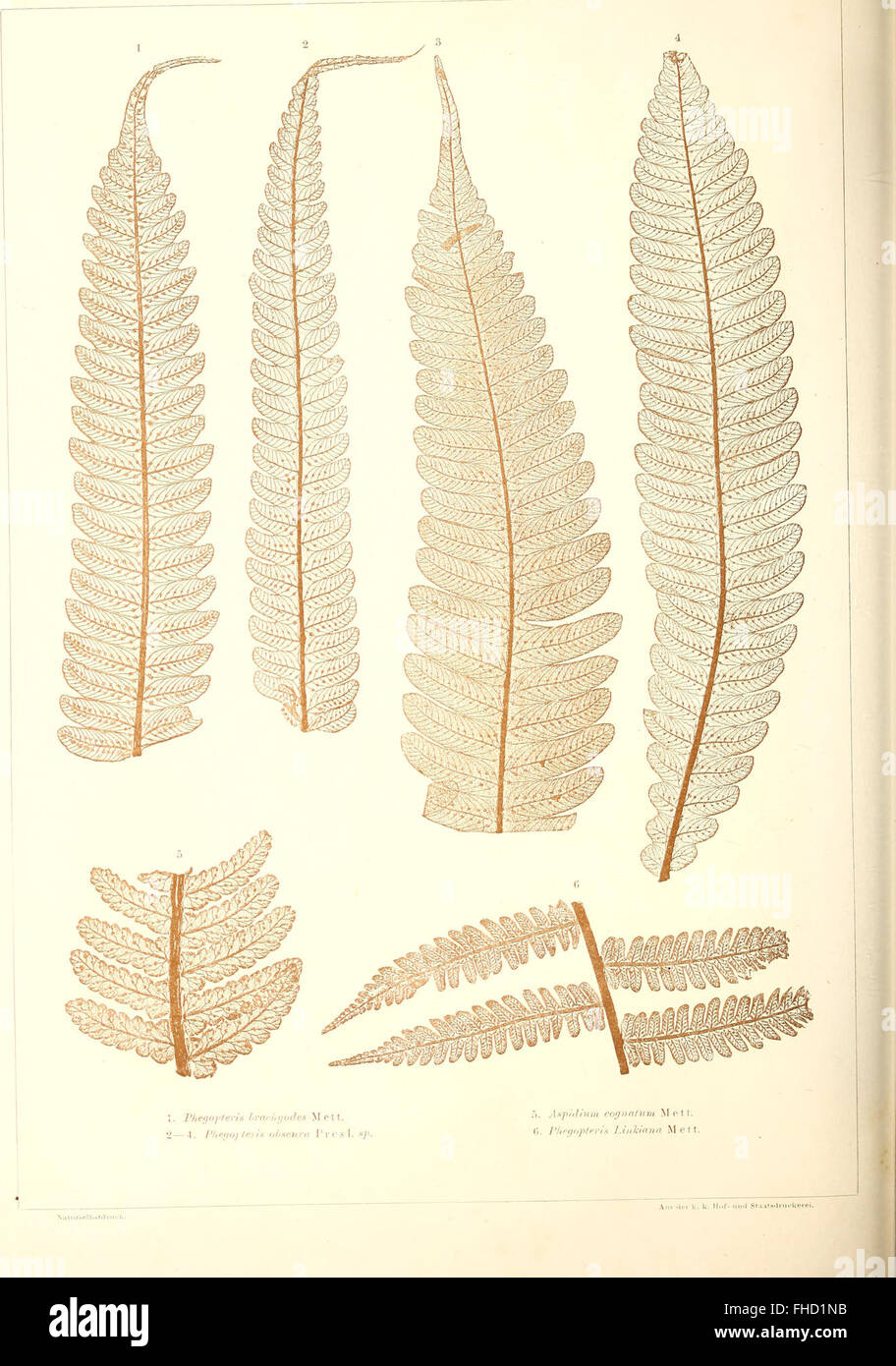 A study from 1865 examining the fossilized remains of ancient ferns in ...