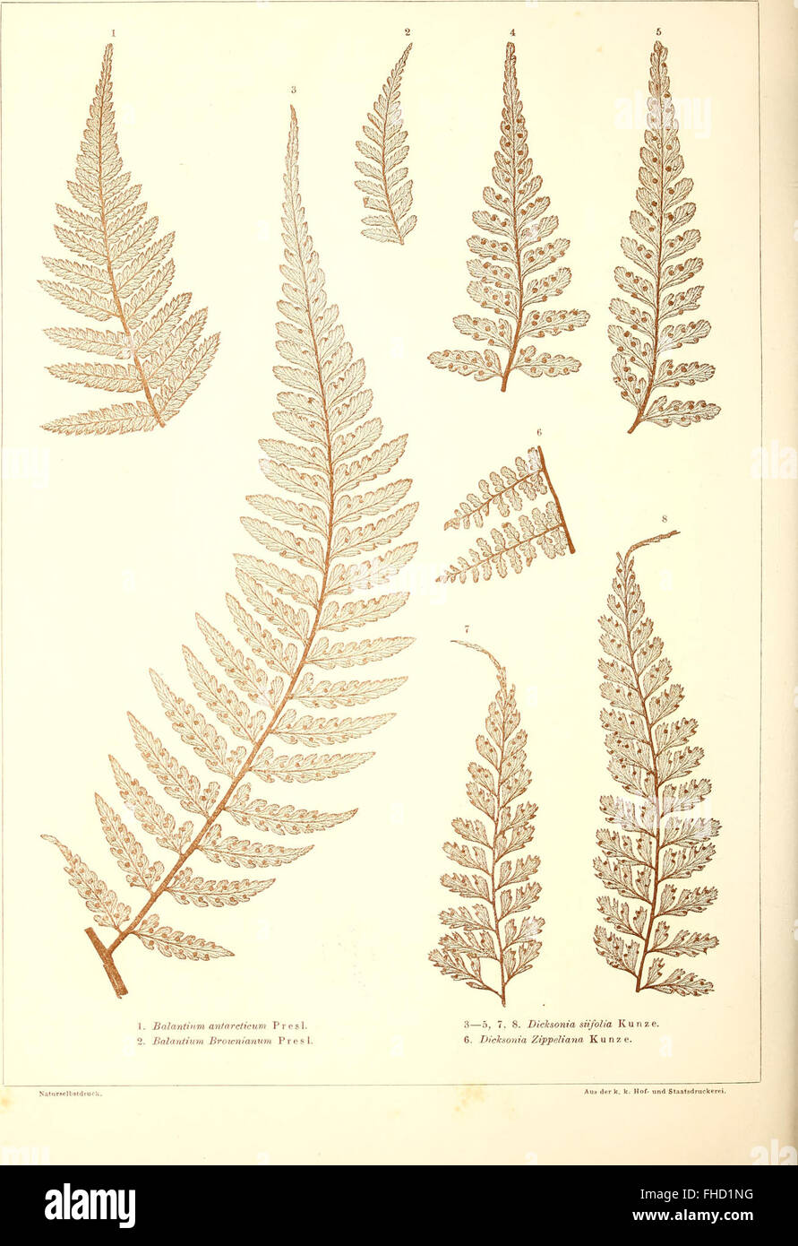 A study on the ferns of the present world, aimed at investigating and ...