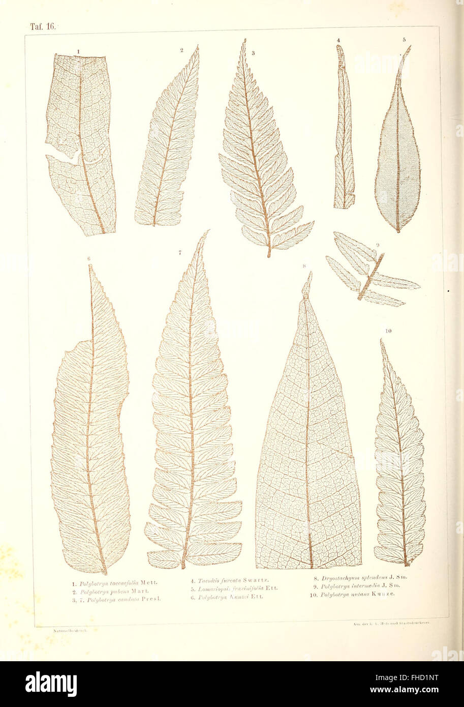 A 1865 work on ferns and their fossilized remains, examining their ...
