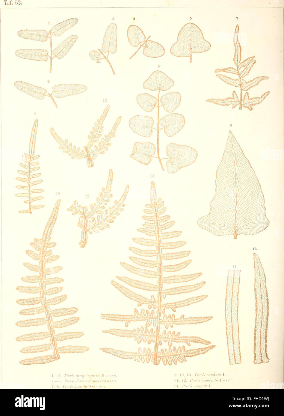 A 1865 Work Focused On The Ferns Of The Present World Investigating And Identifying Fossilized