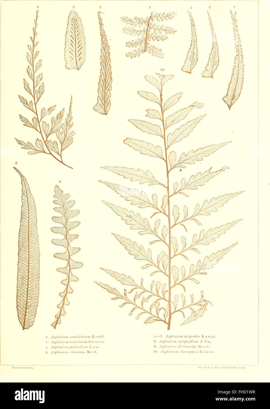 Research on skeletal structures hi-res stock photography and images - Alamy