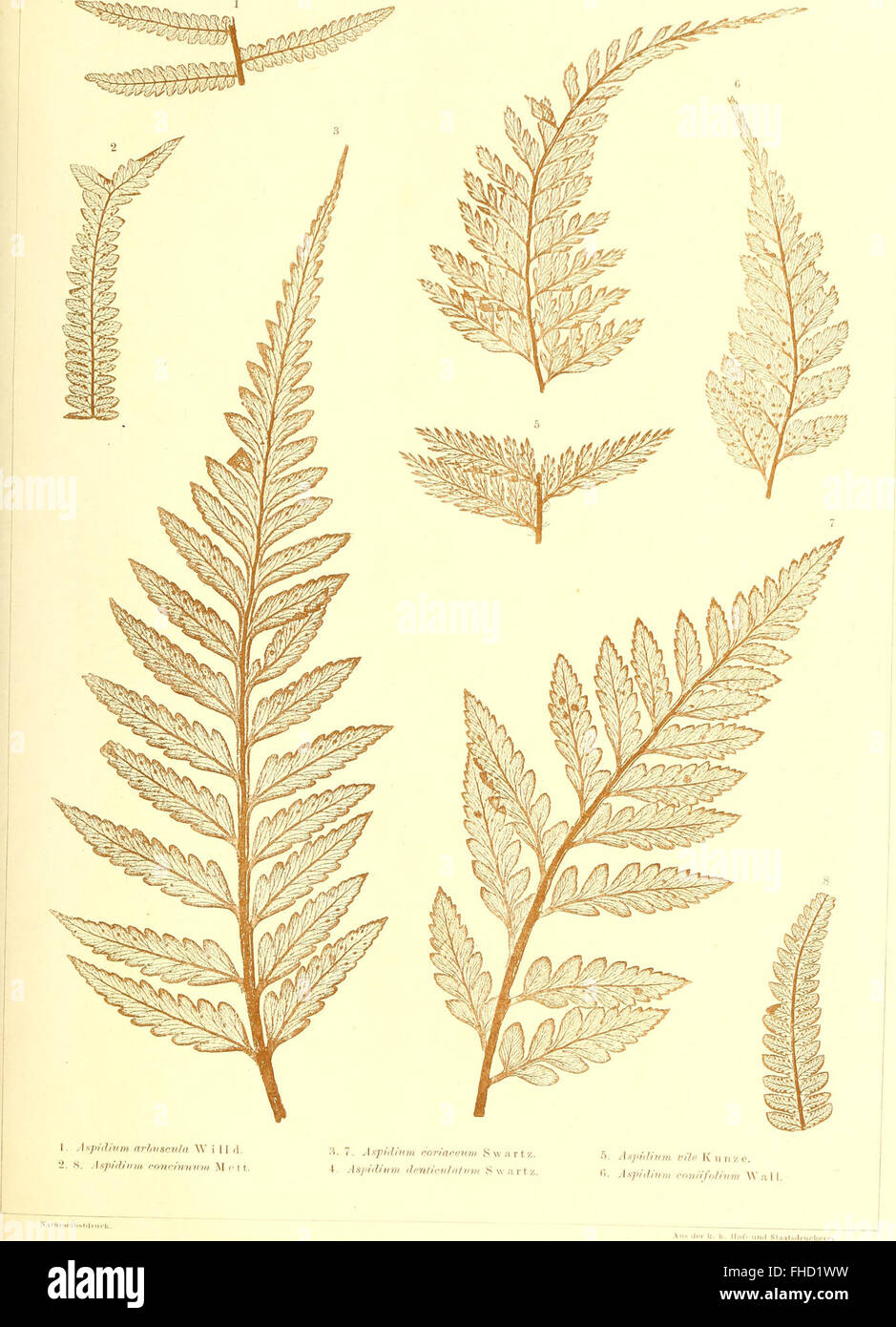 A 1865 study on the fossilized remains of ancient ferns, focusing on ...