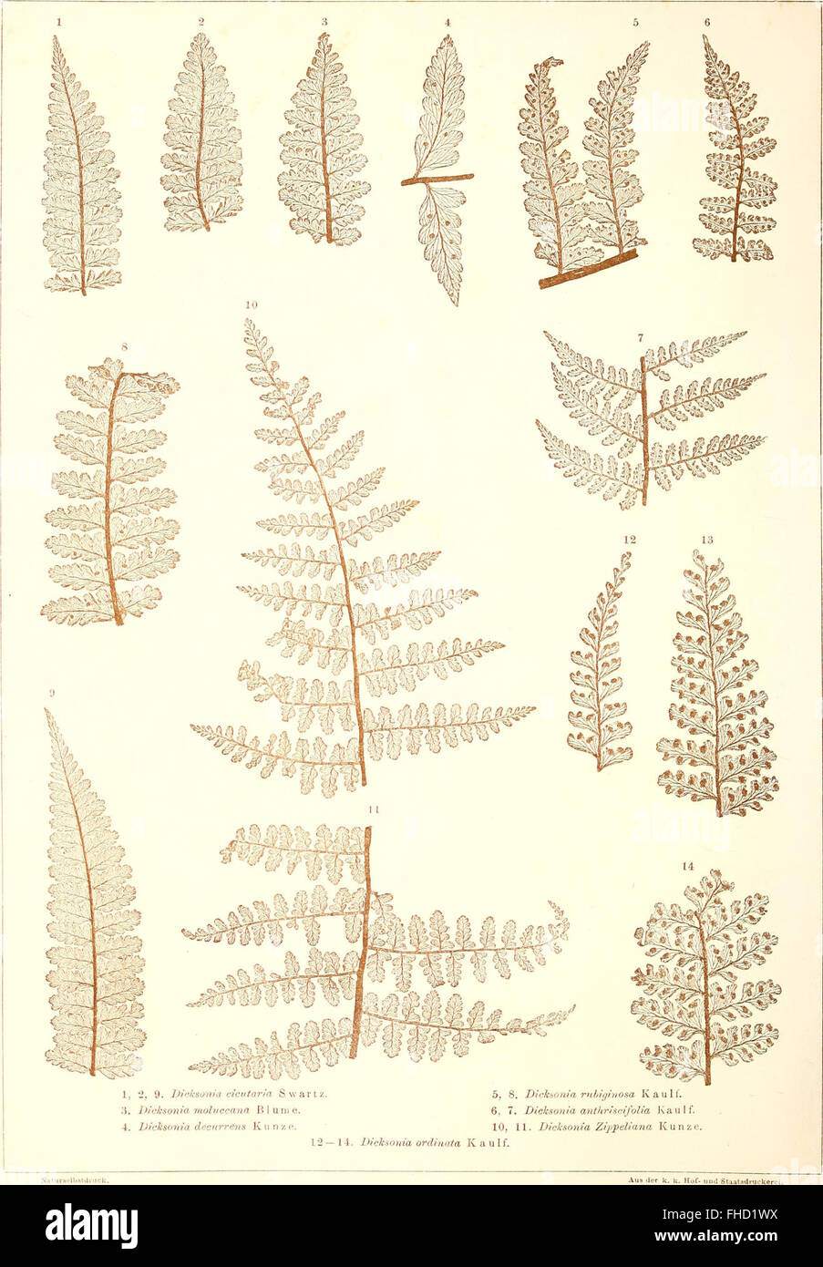 A 1865 work on the ferns of the present world, using the fossilized ...