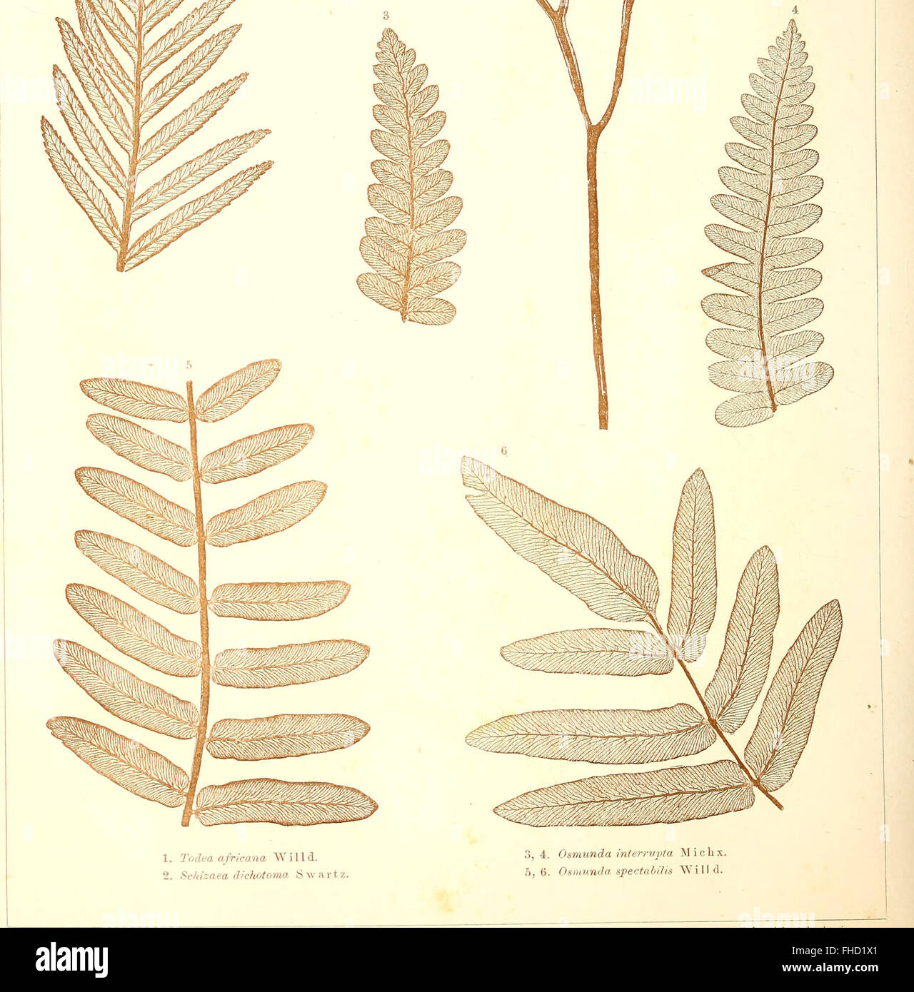 A 1865 work on ferns and their fossilized remains, focusing on the ...