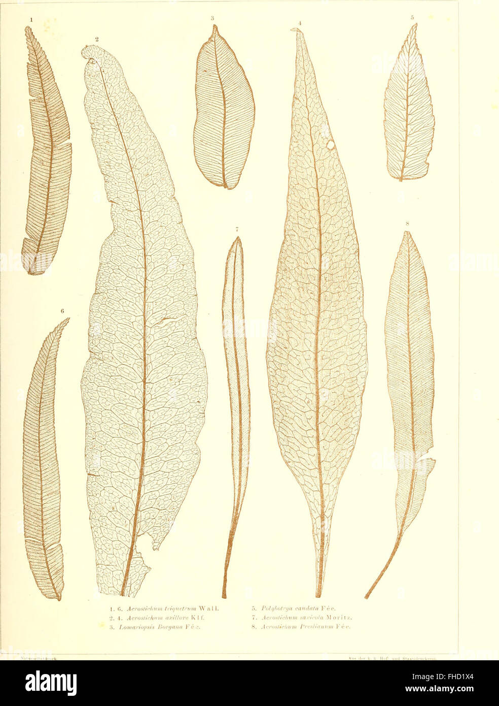 Study of fern species from the Earth's crust, examining prehistoric ...
