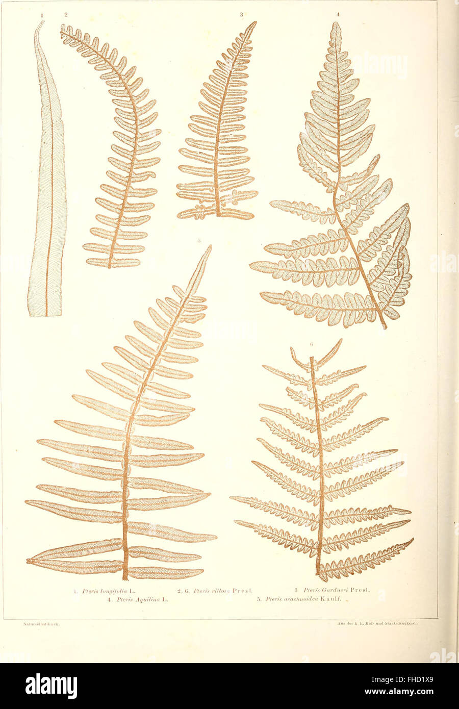 A German work from 1865 investigating the fossilized remains of ferns ...