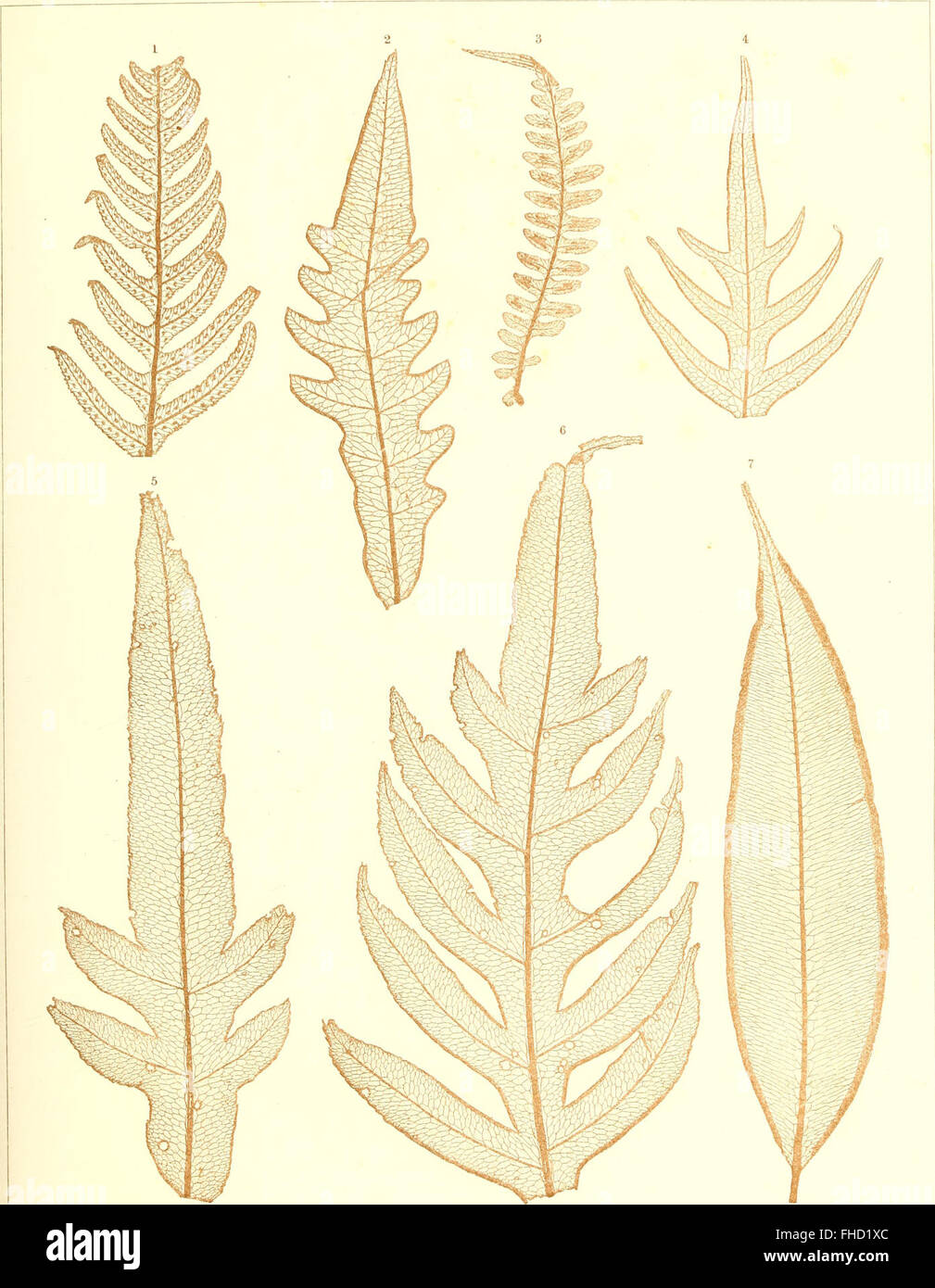 Die Farnkräuter der Jetztwelt, ferns, plant species, fossil ferns ...