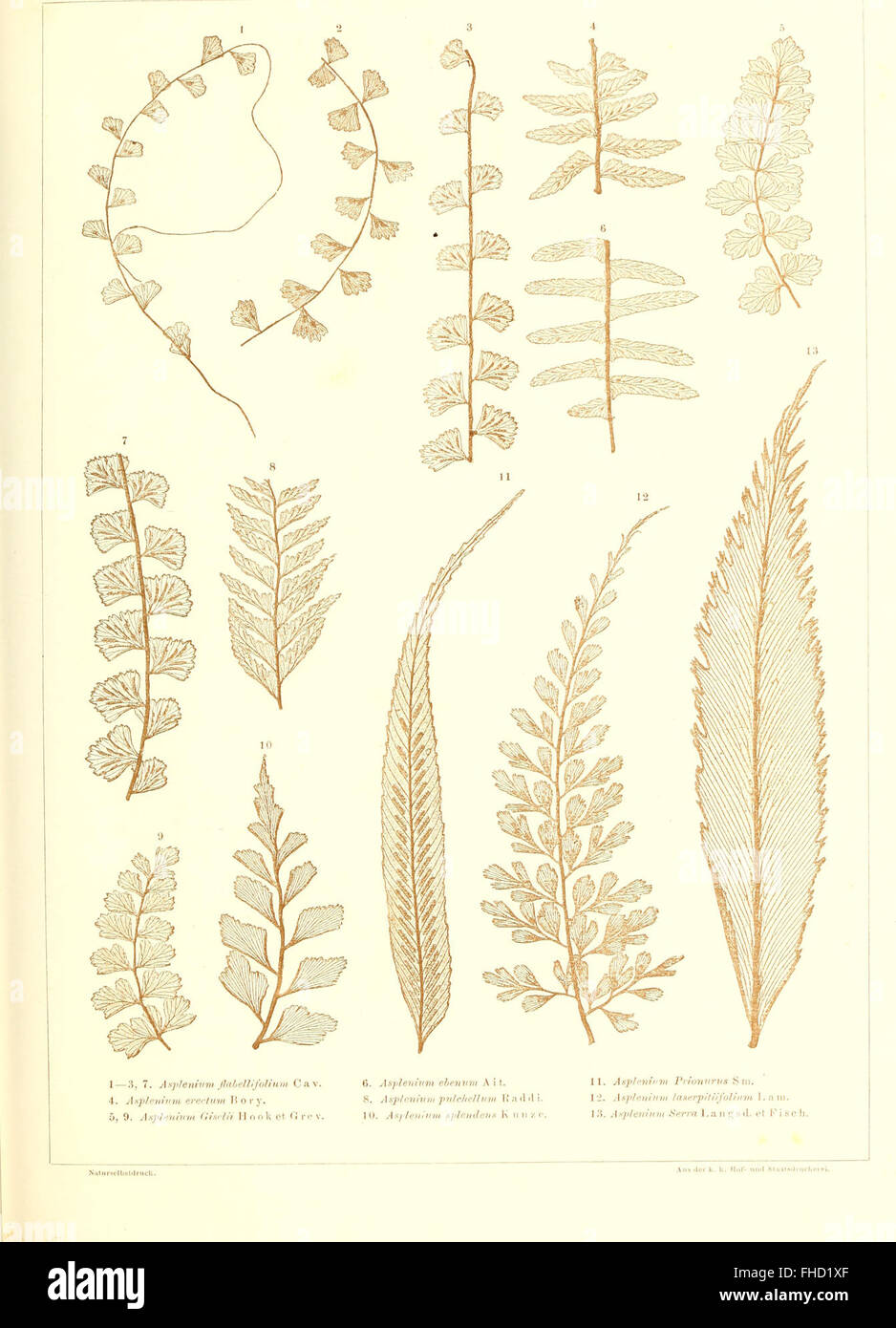 A scientific work on the study and identification of fern species ...