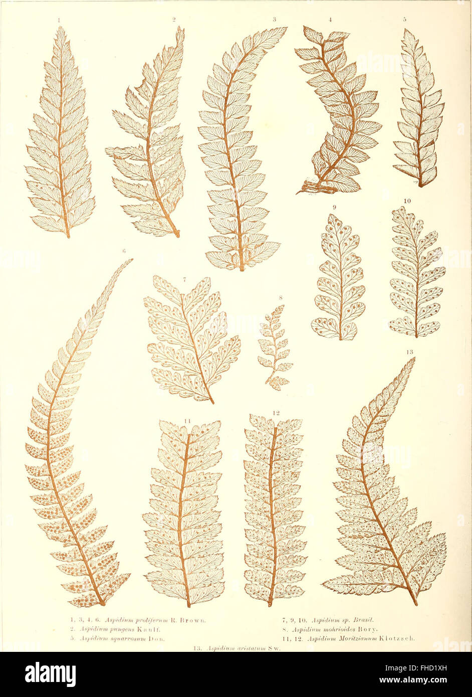 Ferns of the present world, focusing on the study and identification of ...