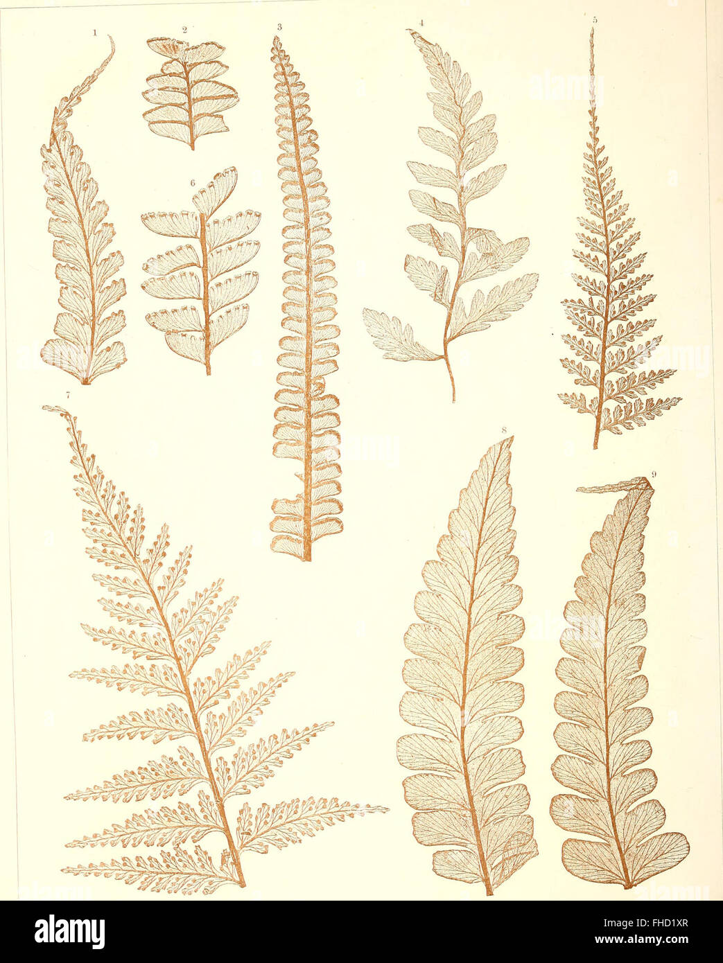 A study of the ferns of the present world, examining and classifying ...