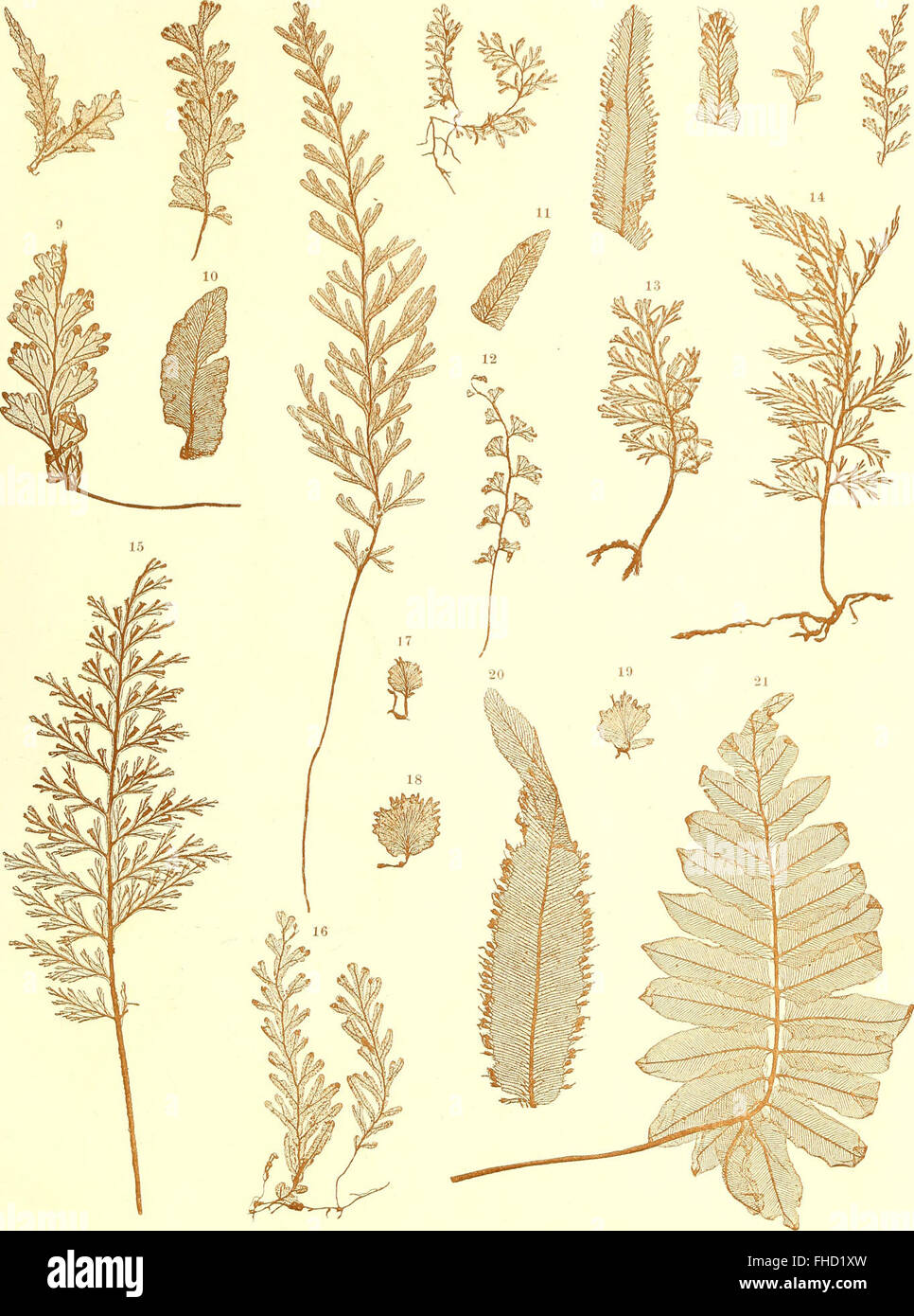 A 1865 work on modern ferns, focusing on the investigation and ...