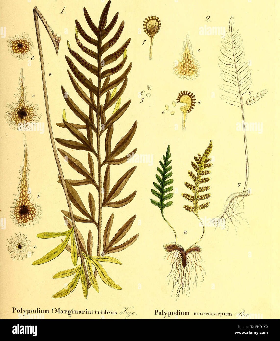 This 19th-century botanical work features detailed, colorized ...