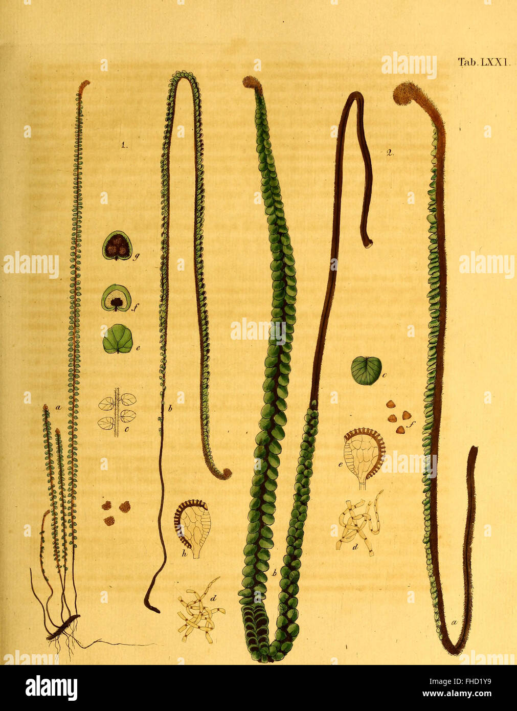 A German botanical work from 1840 on ferns, featuring accurate color ...