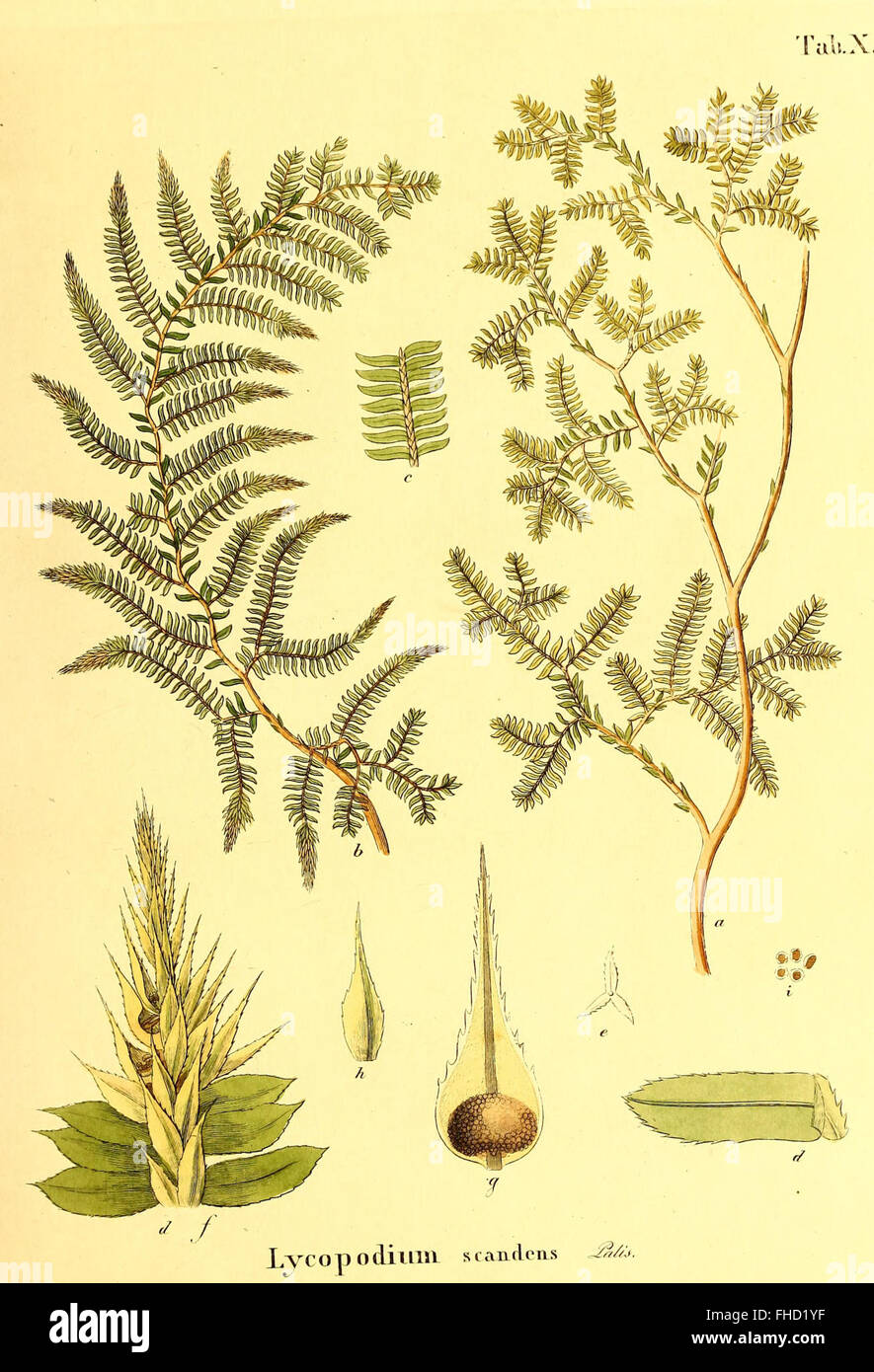 An illustrated work on ferns, featuring color plates and detailed ...
