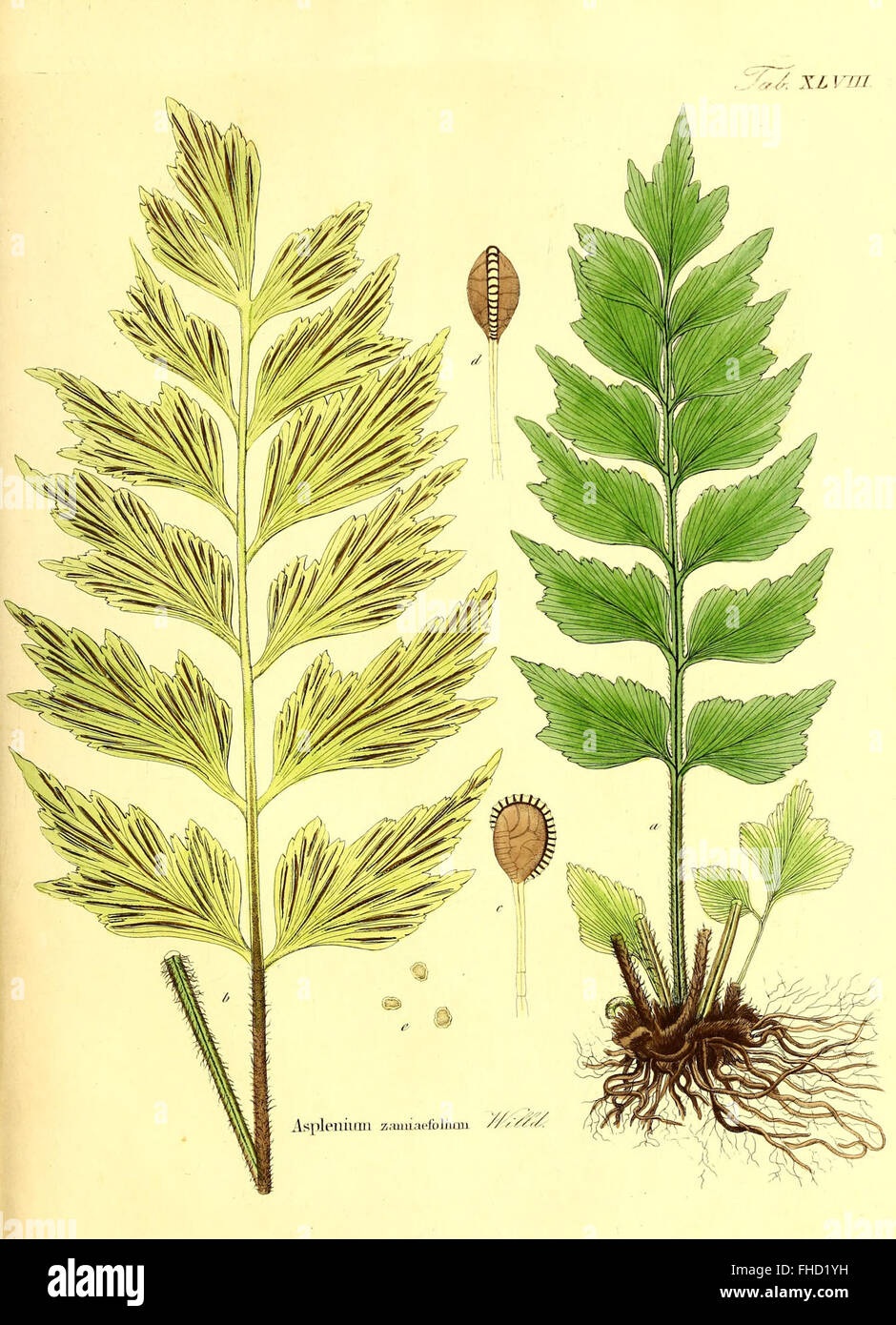 A 1840 work illustrating and describing ferns in naturalistic, hand ...