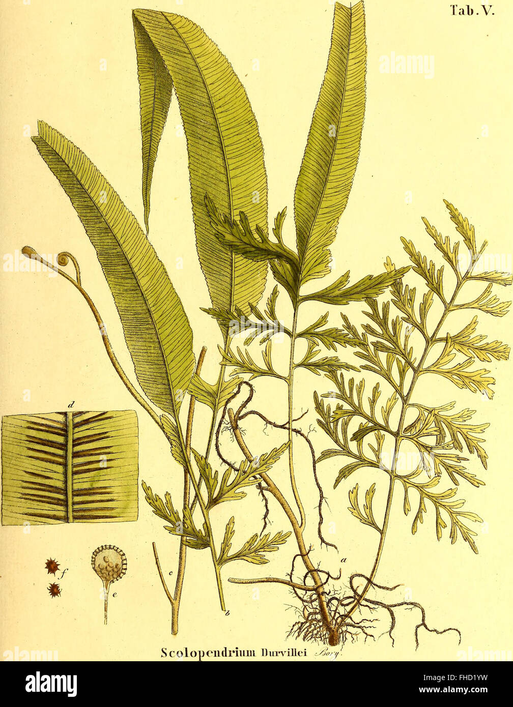 A detailed and accurately illustrated account of ferns, described and ...